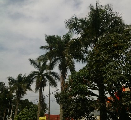 Tanaman Hias Palem Raja | SAYA SUKA BUNGA