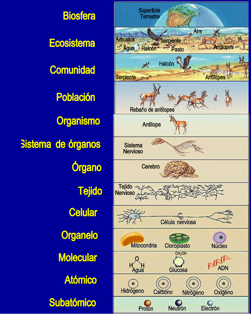 Niveles de organización de los seres vivos | Mundo de Armonia y Colores