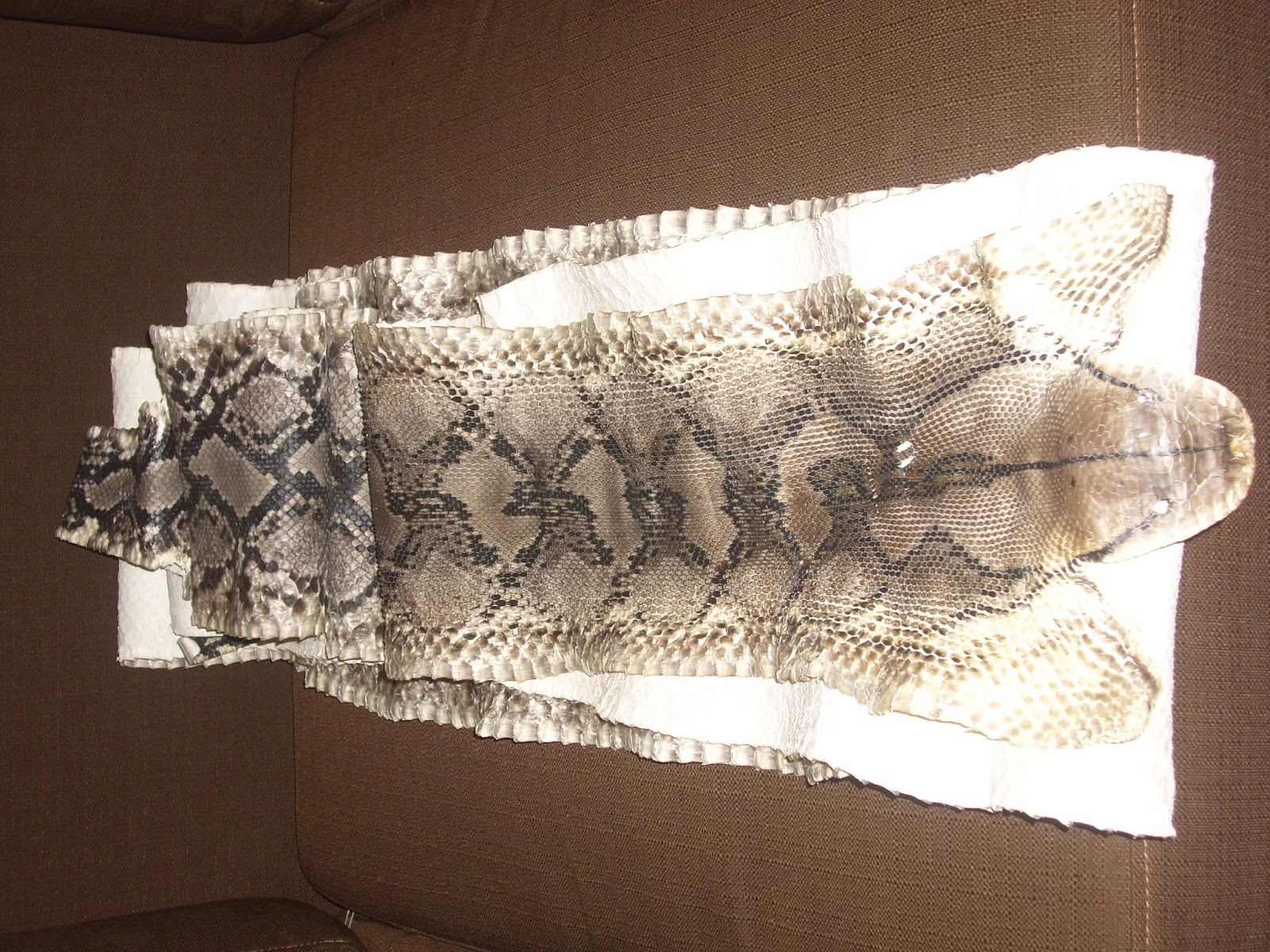 Taksidermi dan Pengawetan Kulit: Tanning Kulit Ular Sawa Batik (Python ...