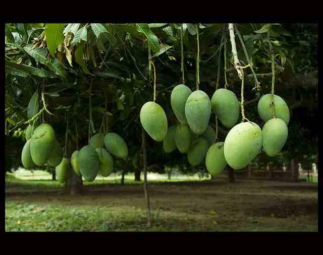 Trees Planet: Mangifera indica - Mango Tree
