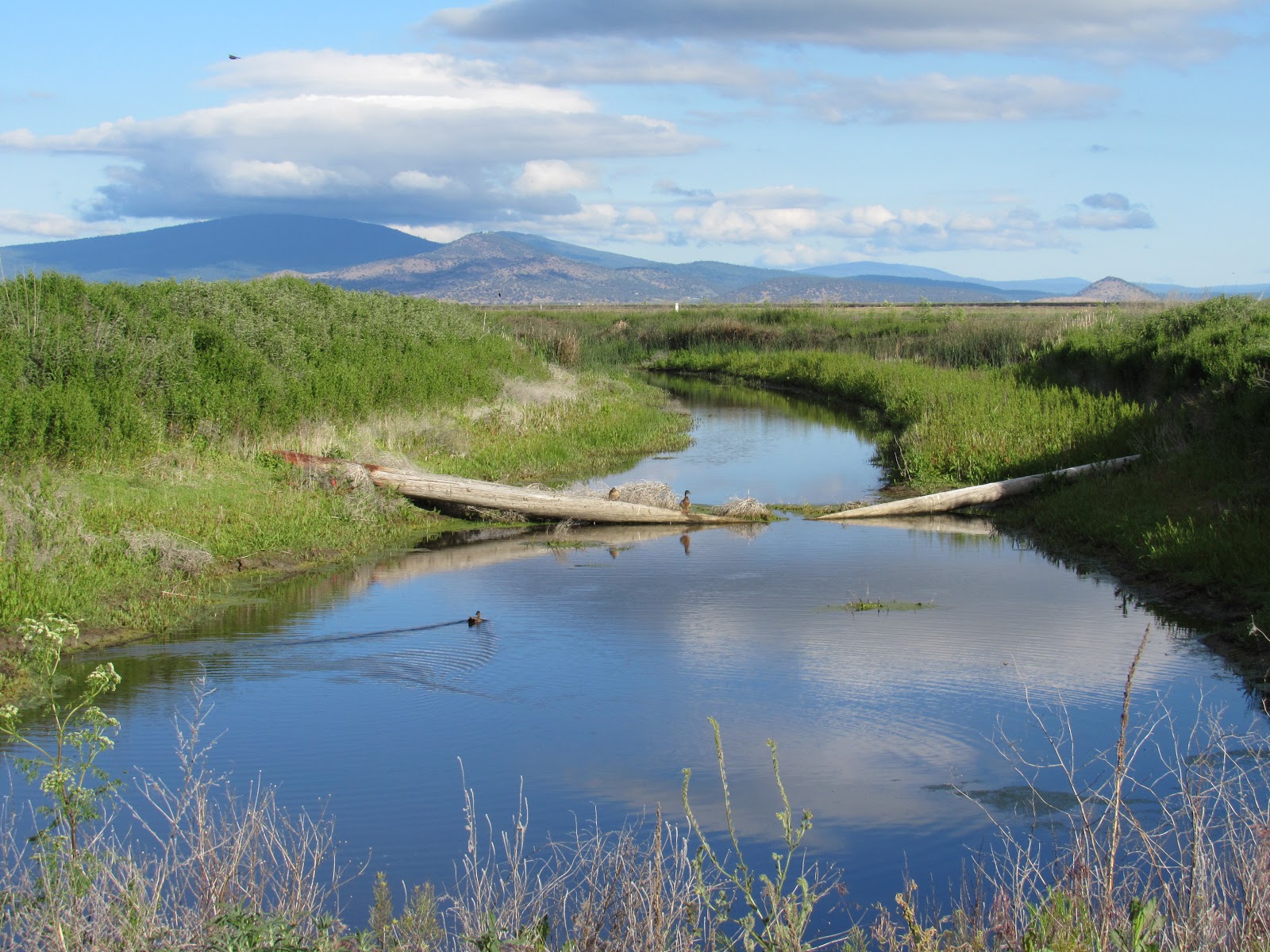 Wings and Daydreams: Lower Klamath National Wildlife Refuge - Part 2