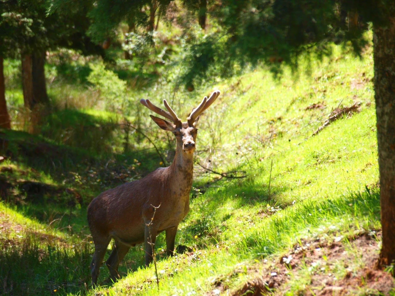 Hotel El Curro, Sierra de Cazorla: Nuestro Zorro Juanito y los demas ...