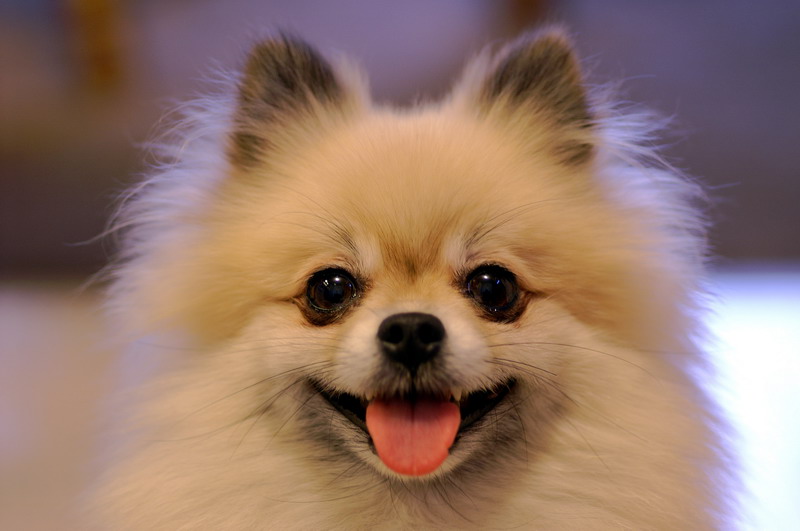 Dog Breed Directory: Pomeranian Dog Breed