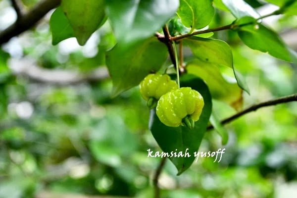 Cermai Merah | Detik Detik Indah Dalam Hidupku