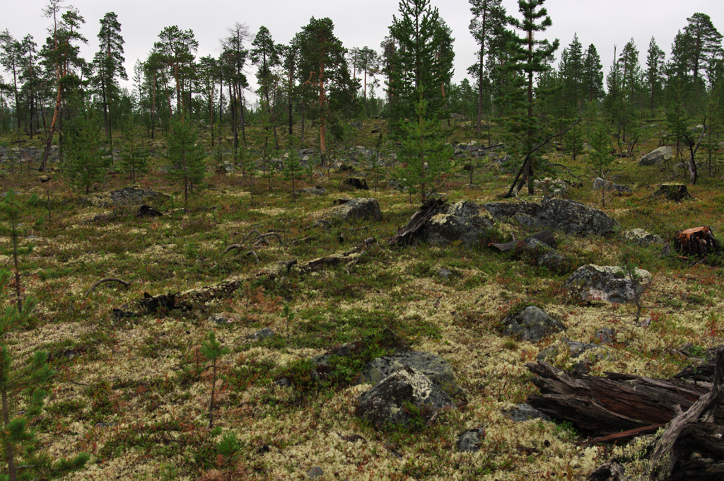Nature photos from an Amateur Naturalist: Øvre Pasvik, Finnmark, Norway ...