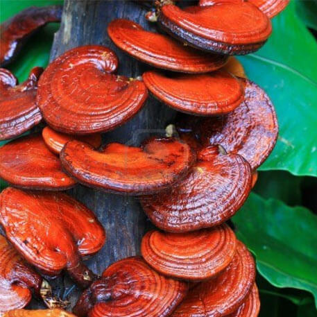 DXN Salud , Dinero y Felicidad: Como se forma el Hongo Ganoderma Lucidum?