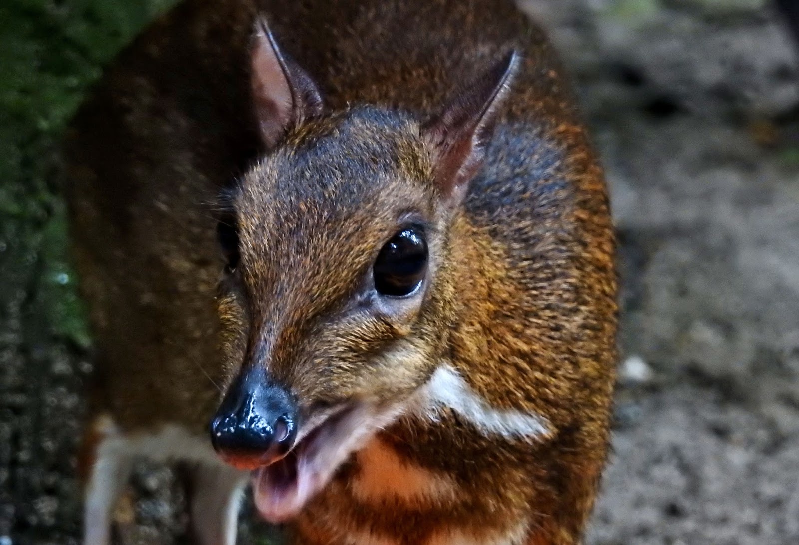 BIRDWALKERMONDAY: 28-11-2016 JURONG, SINGAPORE - LESSER ORIENTAL ...