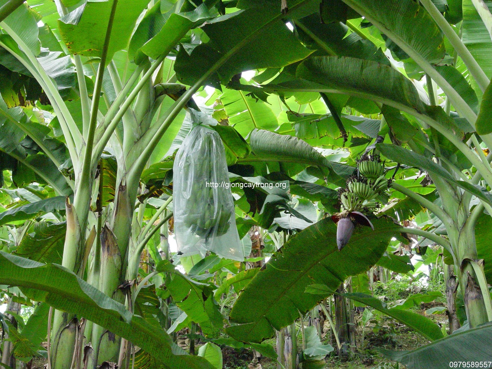 Cây chuối tây thái | Chuối tây thái cấy mô - Cây Giống Đại Học Nông ...