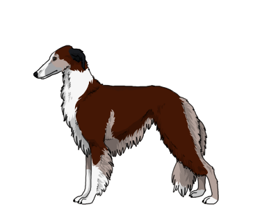 Furry-Paws Dog Breed Colors : Silken Windhound Colors