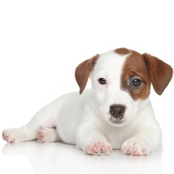 idog - gr: ΡΑΤΣΑ ΤΖΑΚ ΡΑΣΕΛ