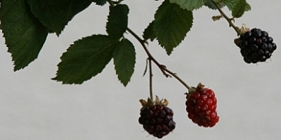 Container Blackberries: Container dwarf blackberry Black Cascade ...