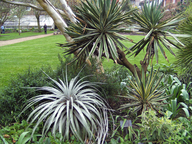 PlantWerkz: Spanish Dagger - Yucca Gloriosa