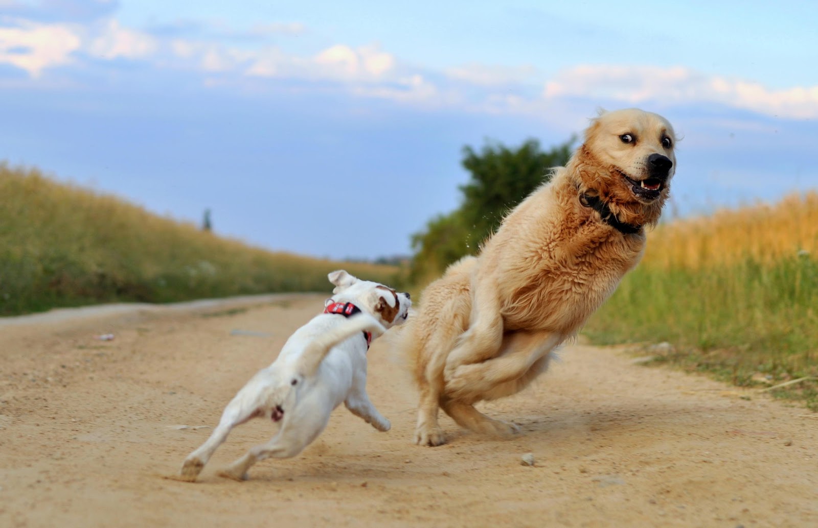 Funny animals of the week - 19 August 2013 (30 pics) | Amazing Creatures