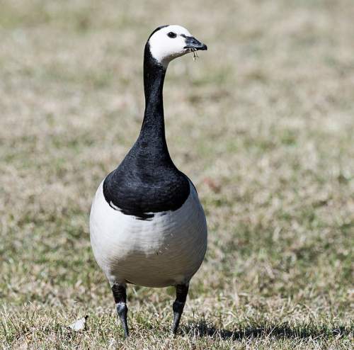 Barnacle goose | American Birds | Birds of India | Bird World