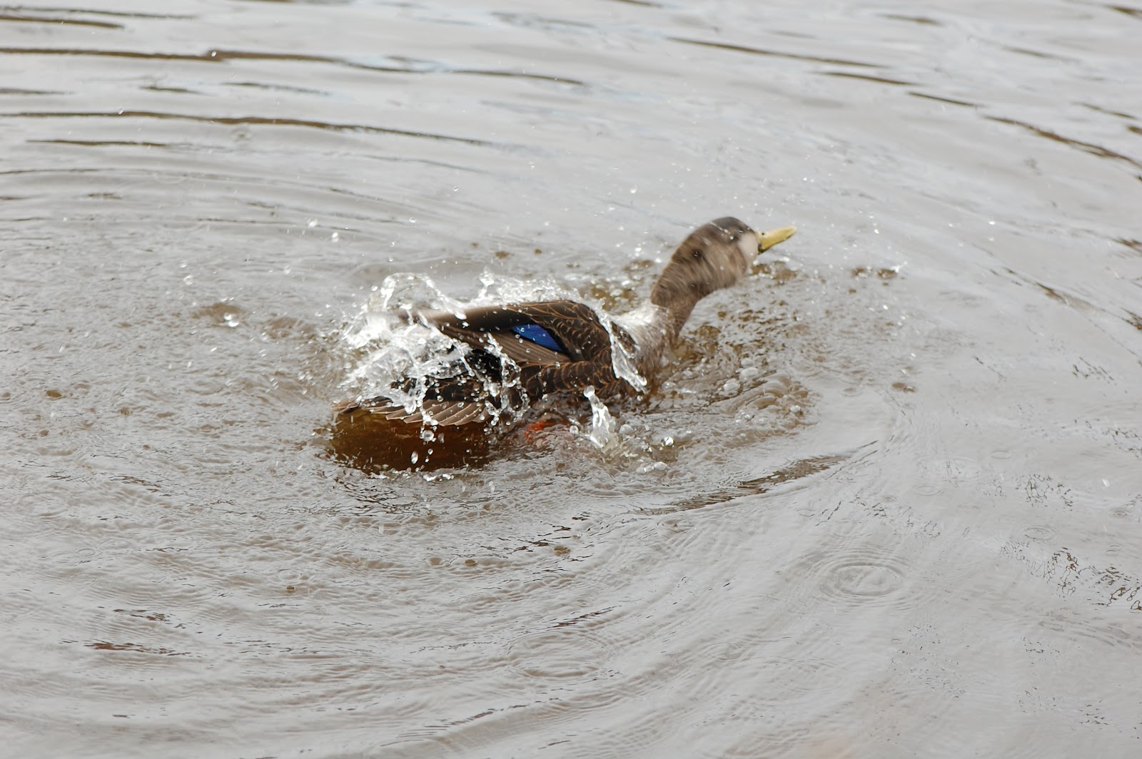 Urban Wildlife Guide: American Black Duck