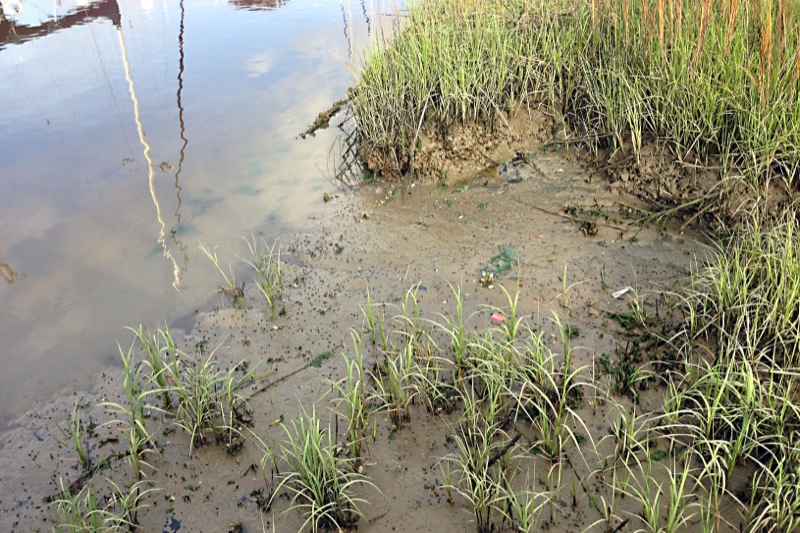 Life in the Slow Lane (The Pearl): April 17 – Pluff Mud