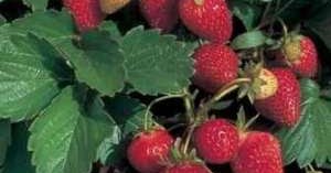 Cara Merawat Tanaman Dan Aneka Tanaman Hias: Cara Merawat Stroberi Agar ...