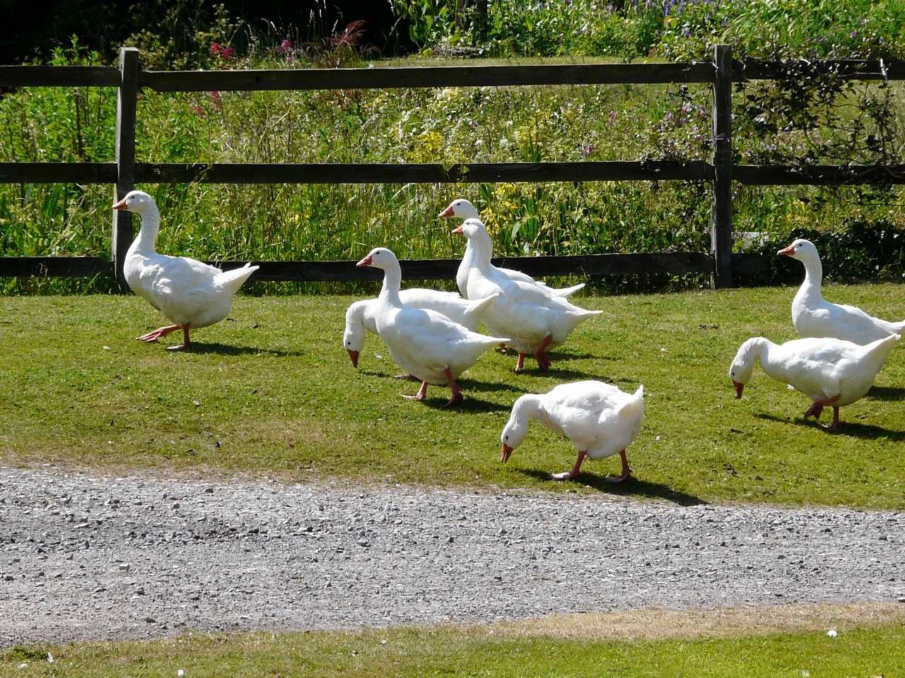 Cindy's Snaps: Abbess Roding and Leaden Roding, Essex......