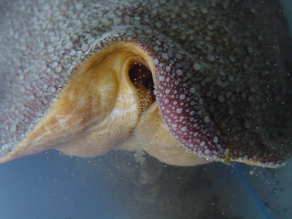 Buzz's Marine Life of Puget Sound: Eggs of the Intertidal