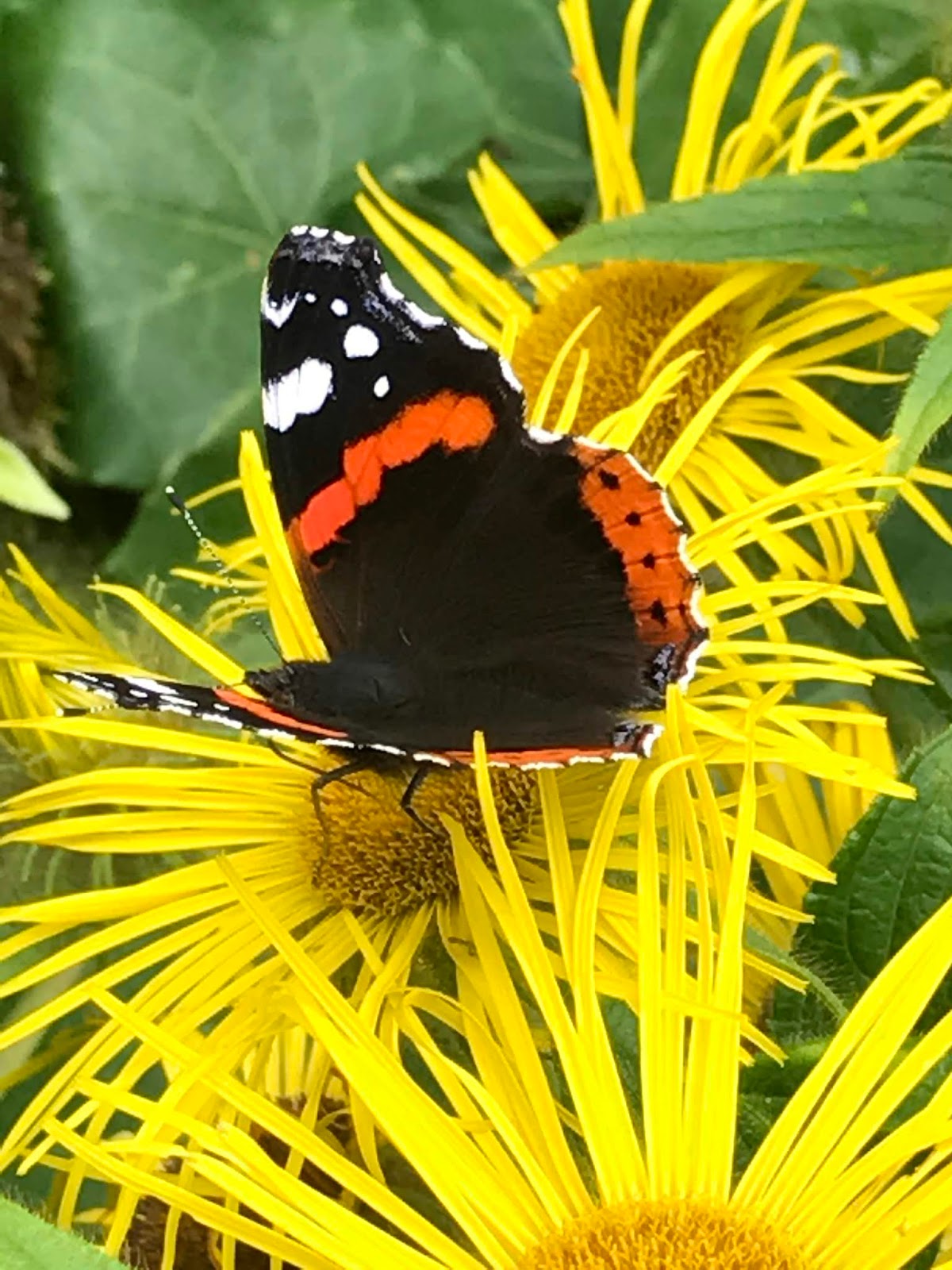 The Helpful Art Teacher: Photography 101: types of camera shots