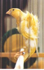 LOS CANARIOS DE POSTURA: Canarios Rizados (2)
