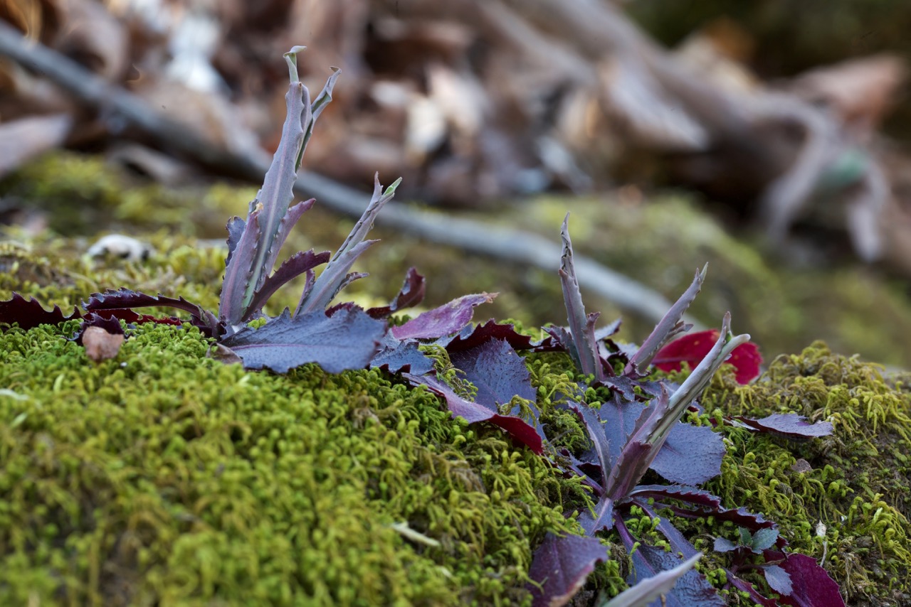 Springfield Plateau: Smooth Rockcress