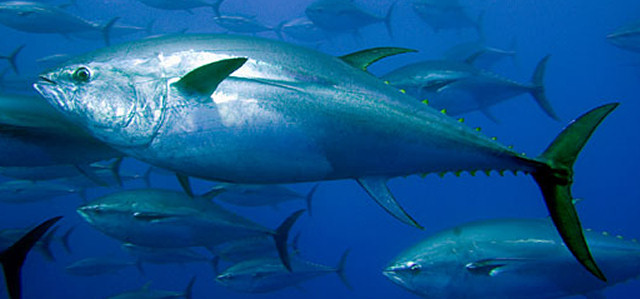 ATUM (Tunnus spp – Scombridae)