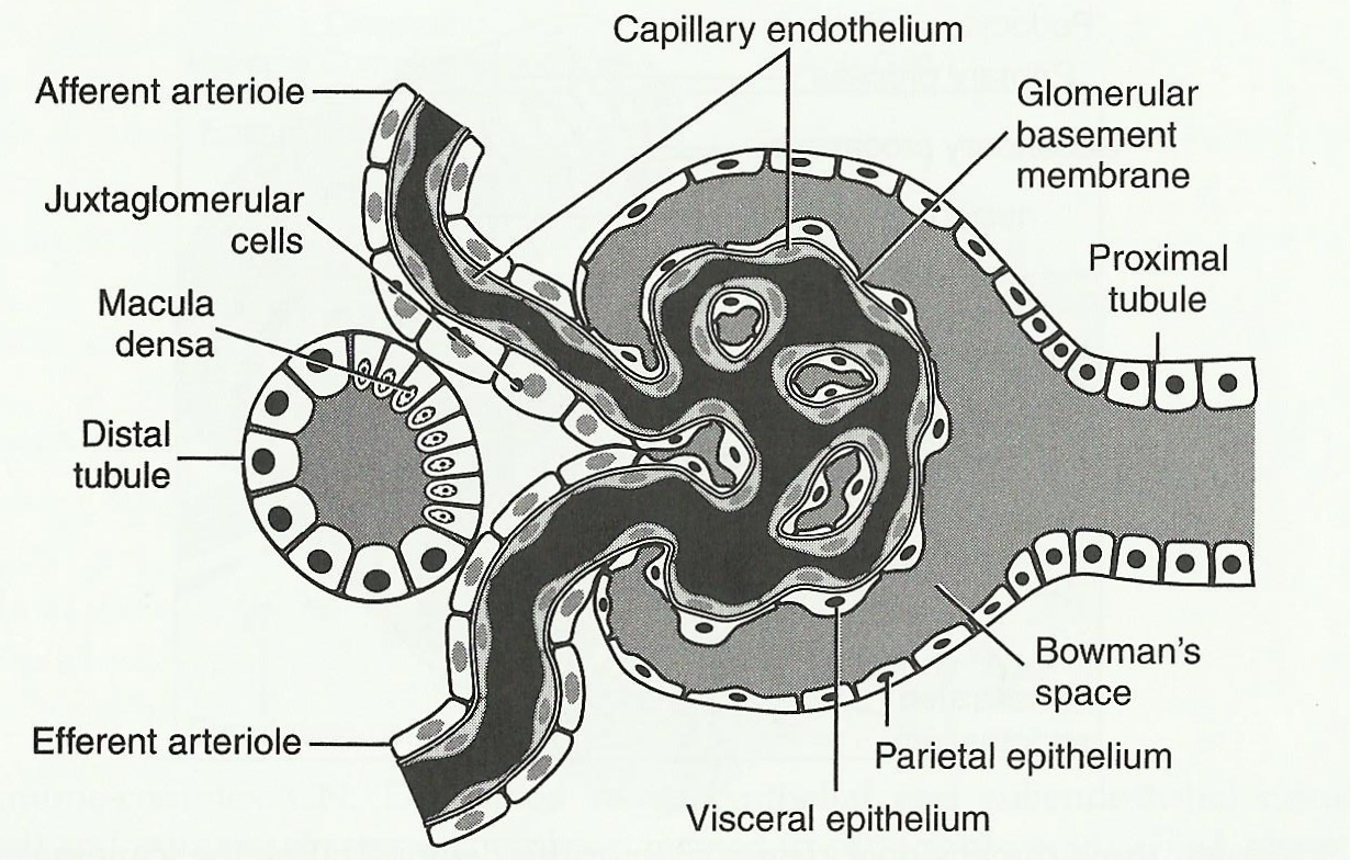 Tips & Cheap – N° 27: PATOLOGIE GLOMERULARI ed ALTERAZIONI DI ...