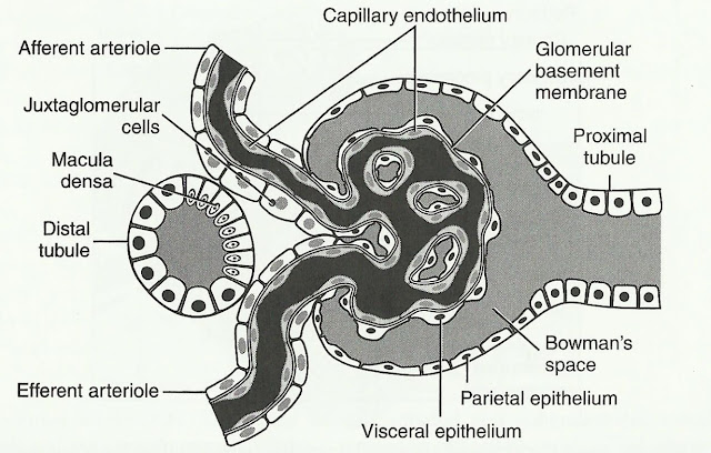 Tips & Cheap – N° 27: PATOLOGIE GLOMERULARI ed ALTERAZIONI DI ...