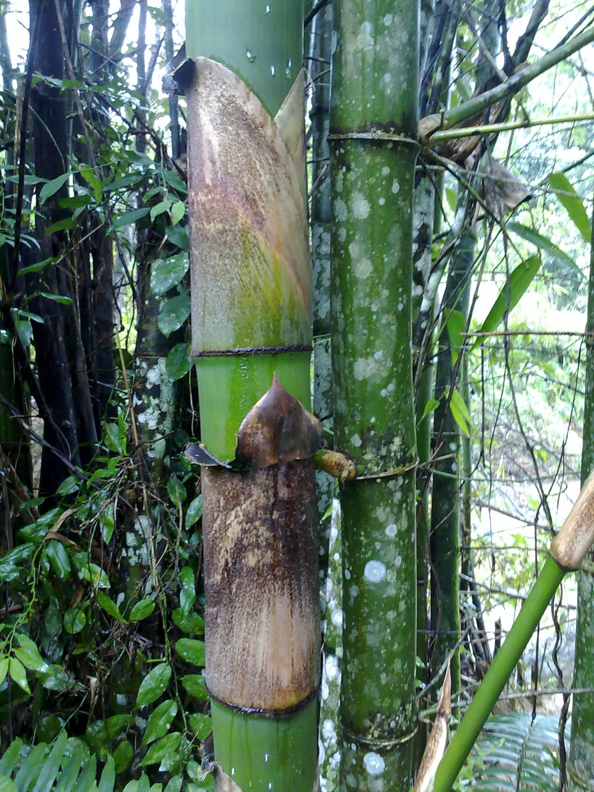 Pokok Buluh: Pohon Buluh (Bamboo)