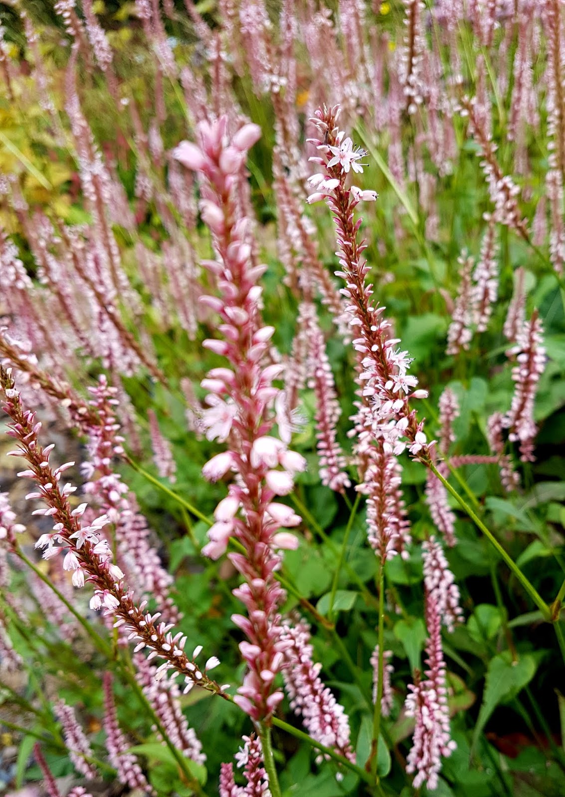 Plant Profile: Persicaria