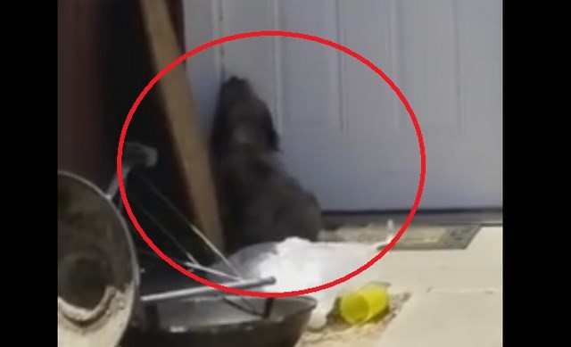 Desgarrador Perro Llora En La Puerta De Su Antigua Casa Luego Que Su Dueño Se Mudó Y Lo