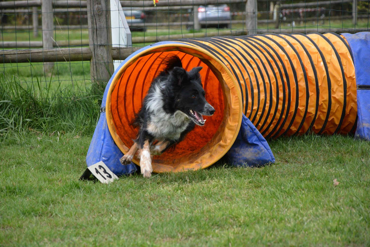 ÉDUCATION CANINE de BALLAN-MIRÉ (37): Présentation détaillée de l'Agility