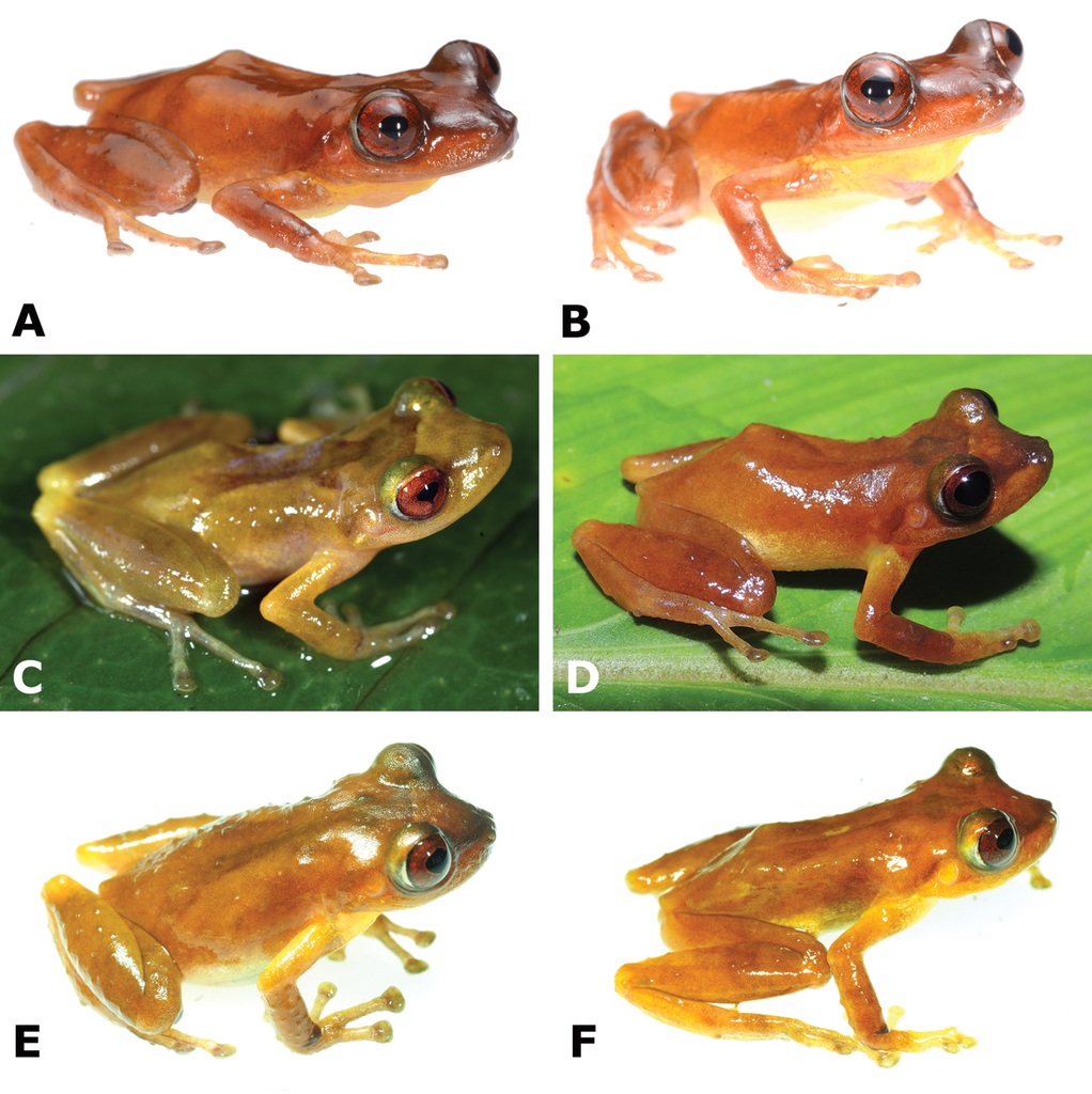 Species New to Science: [Herpetology • 2016] Pristimantis pluvialis • A ...