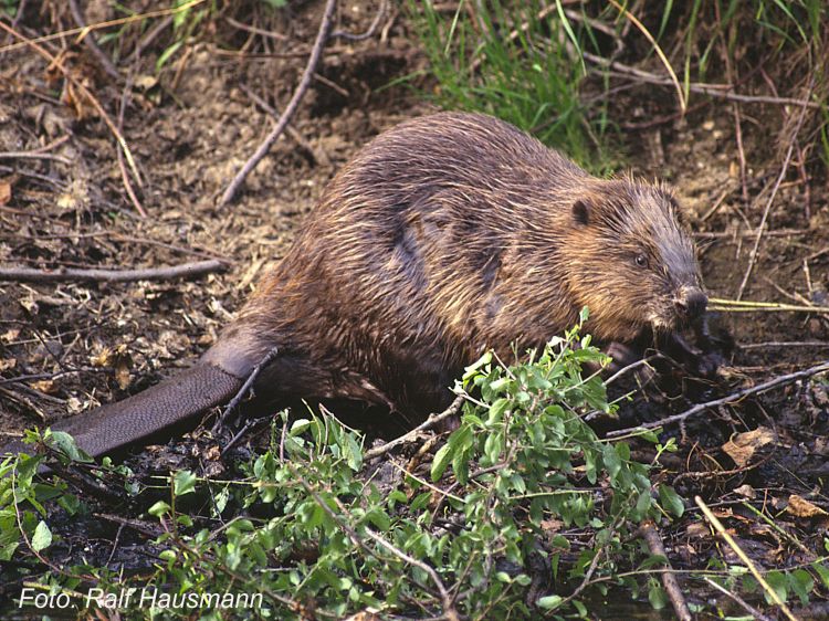 La Rioja Natural: Castór europeo
