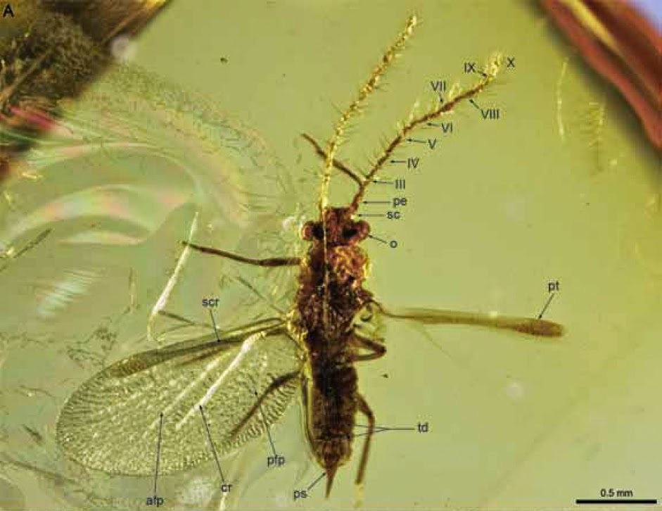 Sciency Thoughts: Sixteen new species of Scale Insects from Cretaceous ...