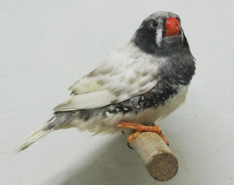 My Small Breeding Of Zebra Finch: Zebra Finch Gray Cheek Cheek Black