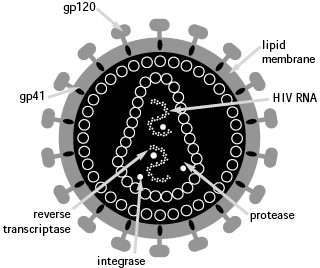 Biology matters: Virus tutorial - Essay question 2 (HIV structure/function)