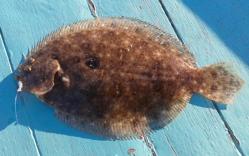 Ikan Sebelah, Makanan Sisa Nabi Musa