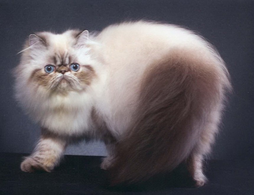 current affairS: Himalayan cat