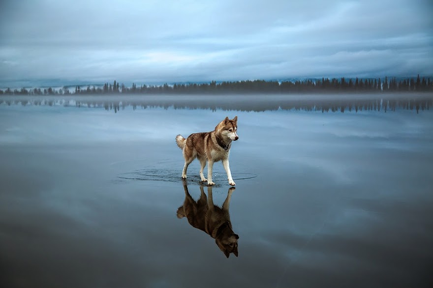 Magical Photos Of Siberian Huskies Playing On A Mirror-Like Frozen Lake ...