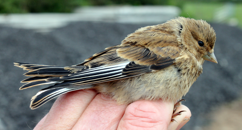 Another Bird Blog: The Quarry Birds