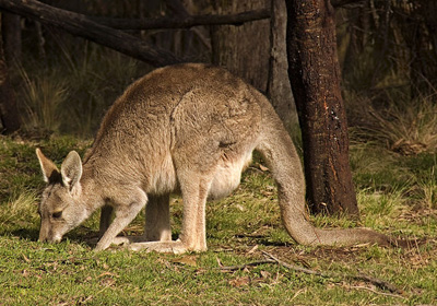 Synapsida: Do Kangaroos Chew the Cud?