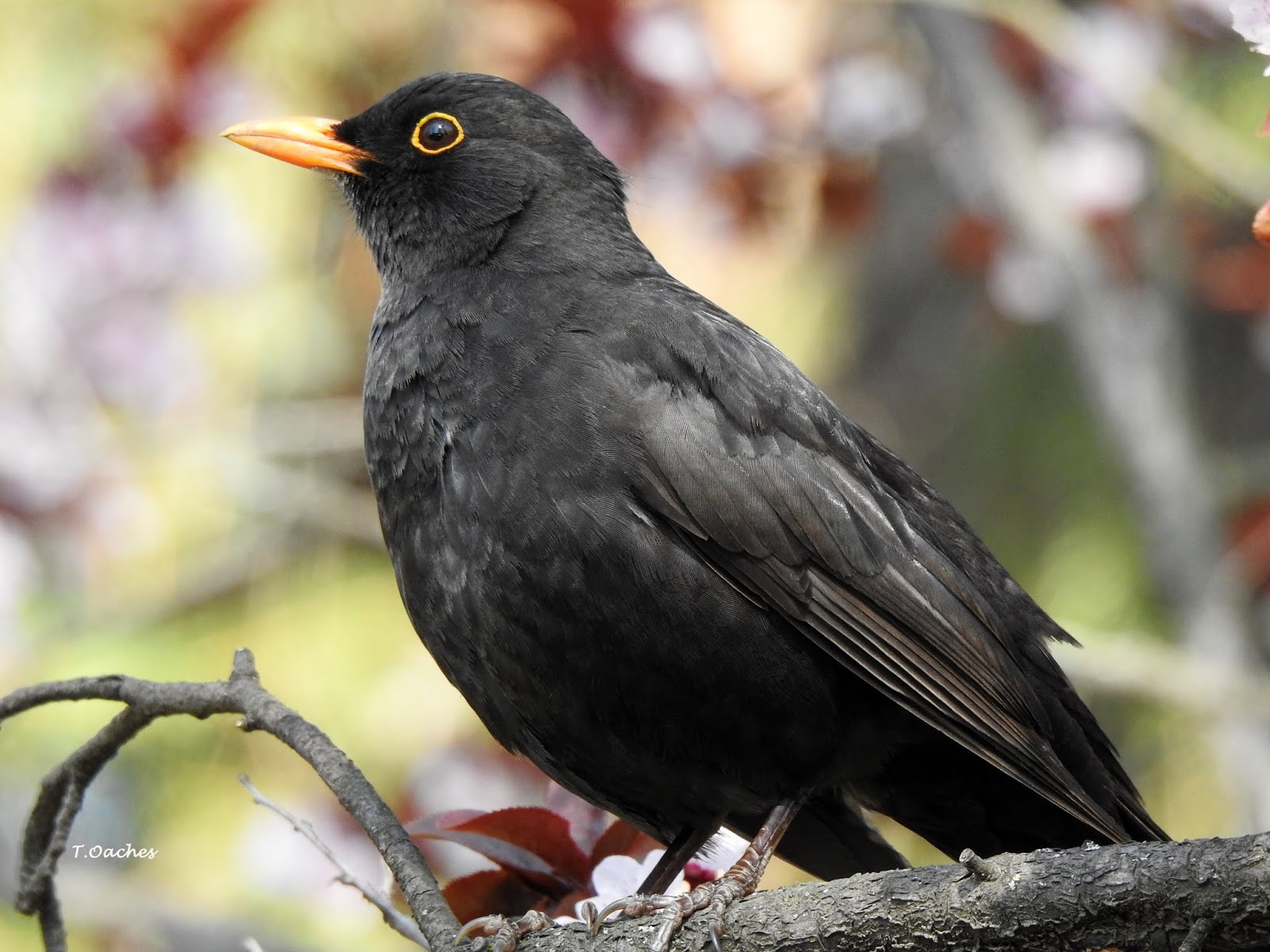 PASARI DIN ROMANIA: MIERLA (1), Turdus merula