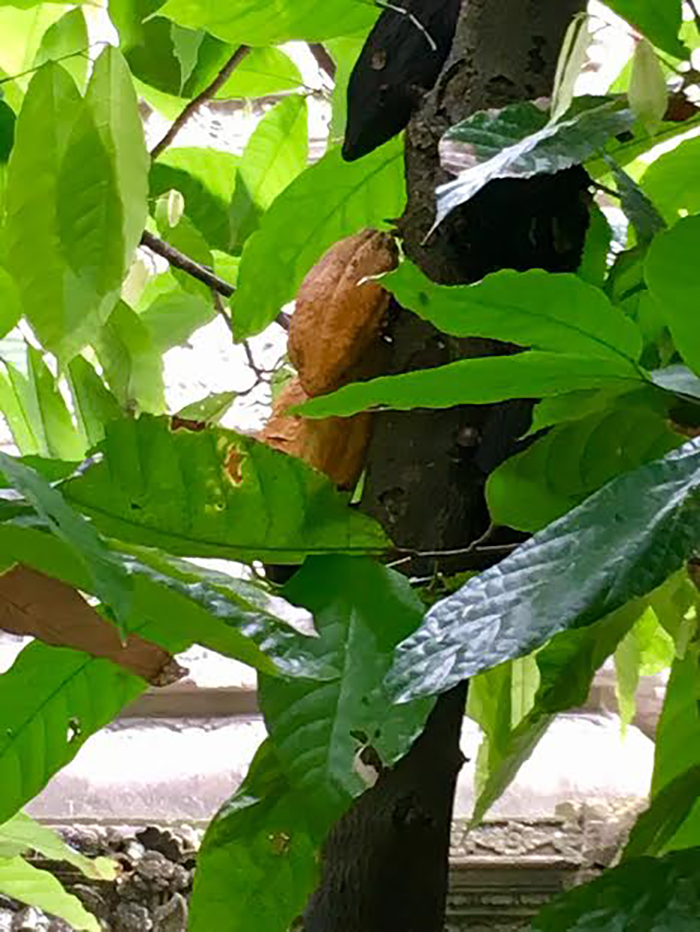 ACERCA DEL CACAO Y CHOCOLATE INDONESIO... - Magdalena, cocina y más