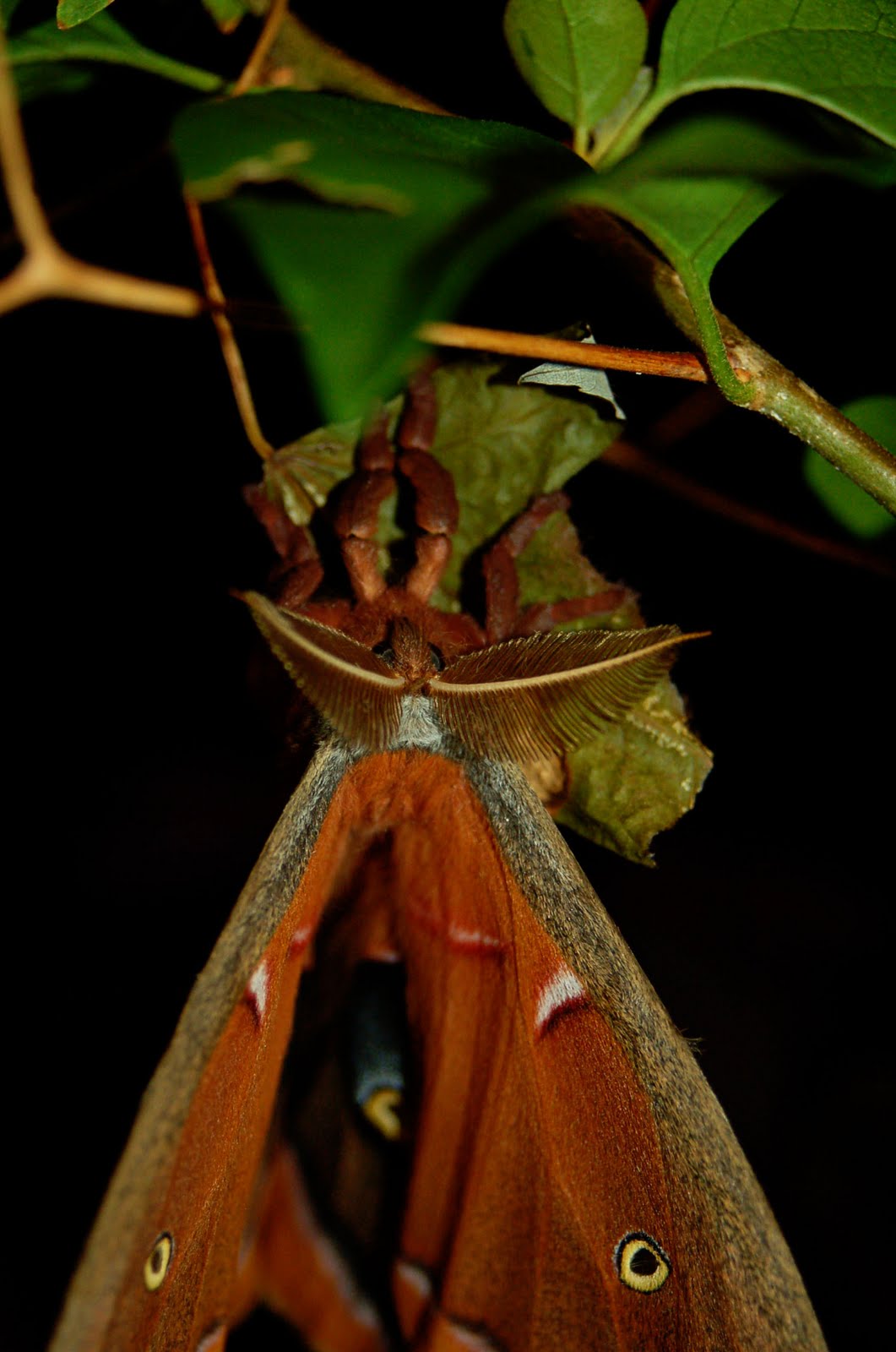 Sew Blessed: The Lifecycle of Our guest, Mega Moth