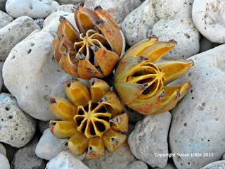 The Camping Queen: Oahu, Hawaii
