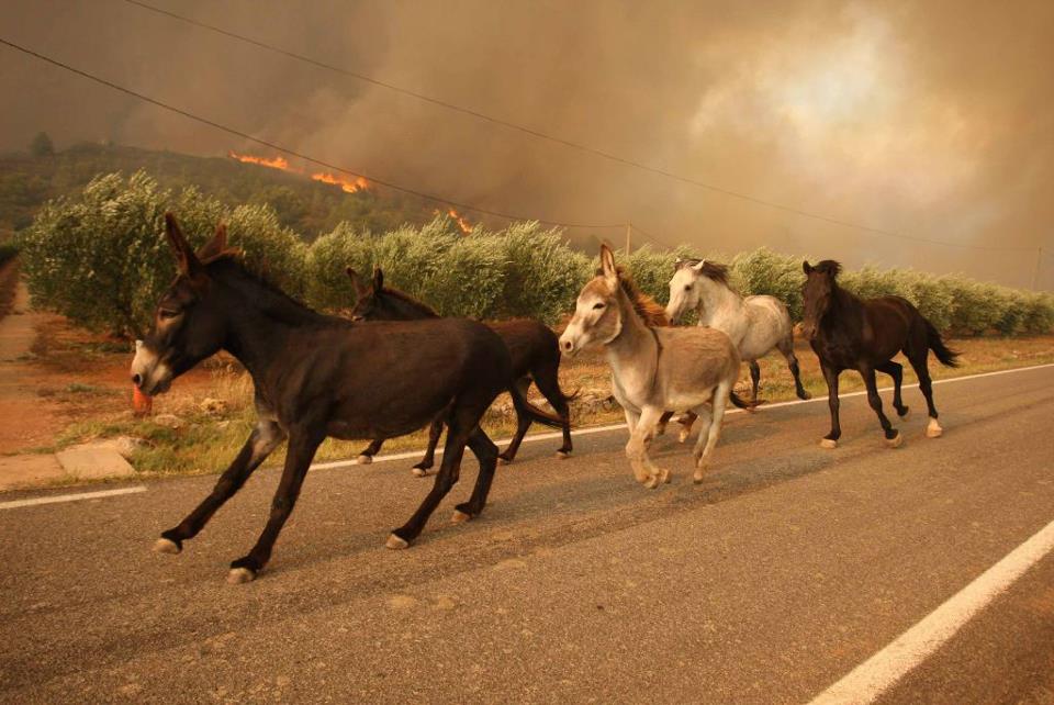 veganxs: Los incendios y el auxilio a los animales