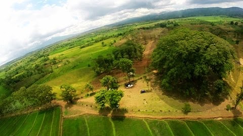 Negros Travels: Oldest and Biggest Tree of Canlaon City: Almera Talks ...