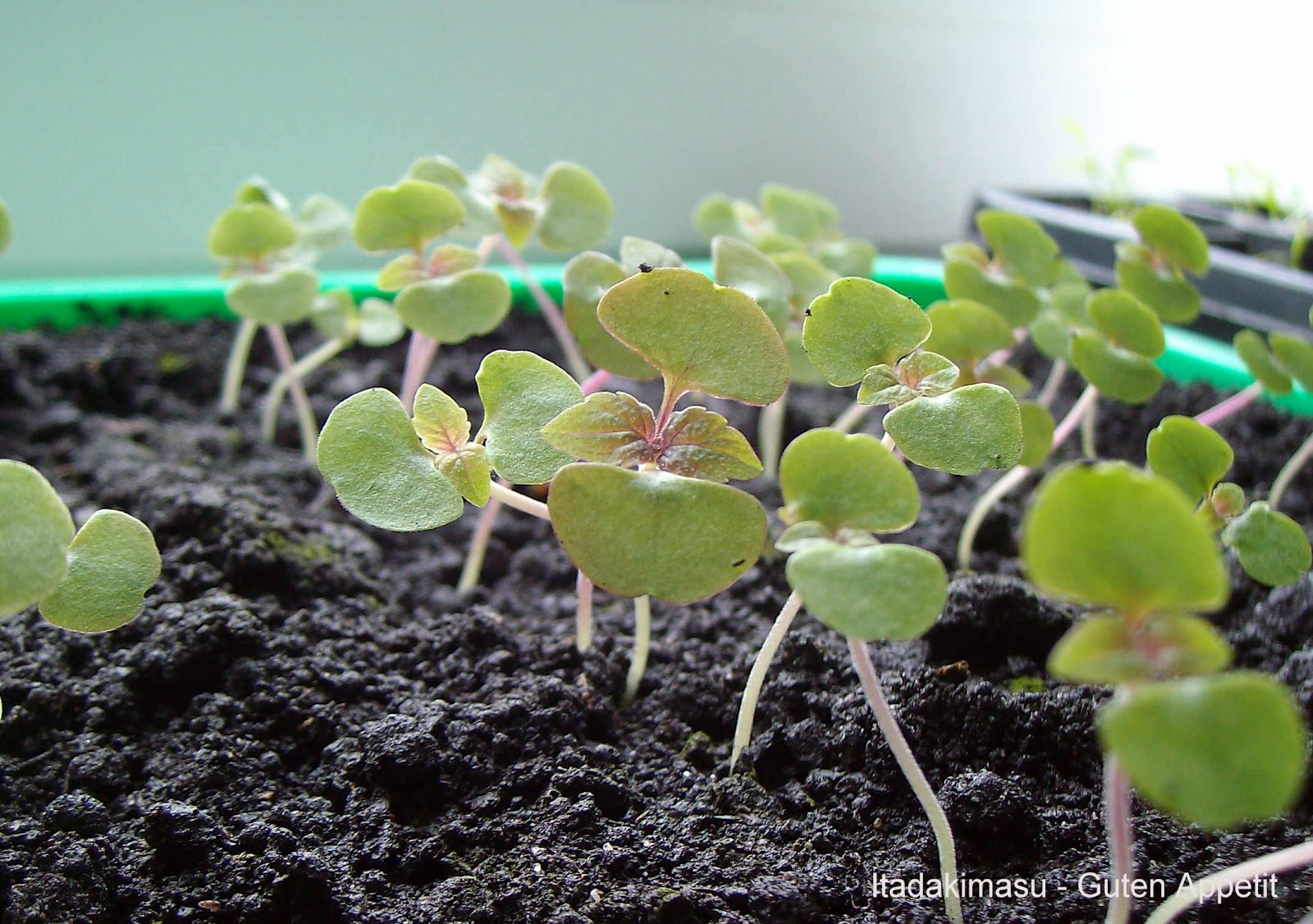 Itadakimasu - Guten Appetit: Meine Baby´s